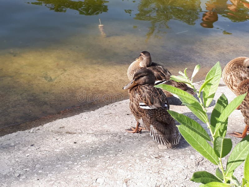 Patos Felices Comiendo De La Mano Foto de archivo - Imagen de cubo ...