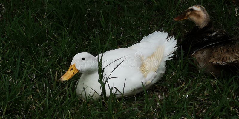 Patos lindos imagen de archivo. Imagen de verde, lindo - 123851117