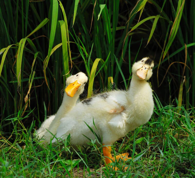 Pato Doméstico (platyrhynchos De Las Anecdotarios) Imagen de archivo ...