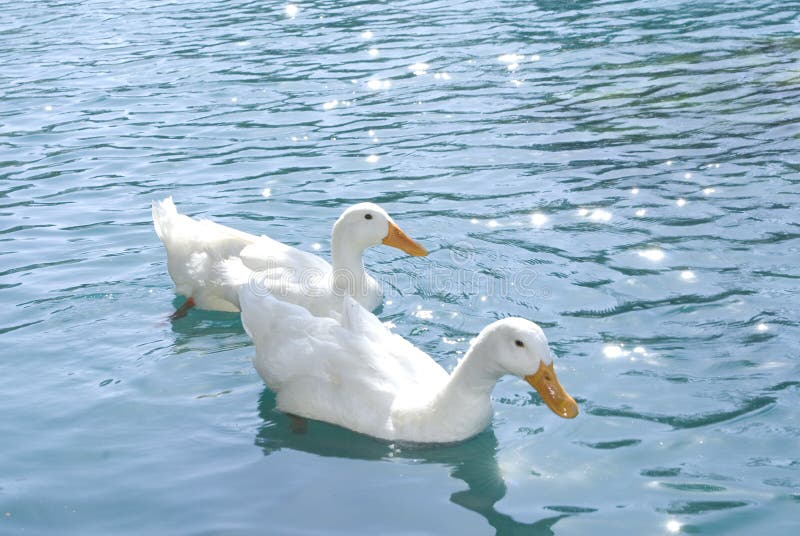 Patos no lago imagem de stock. Imagem de lagoa, pântanos - 10151121