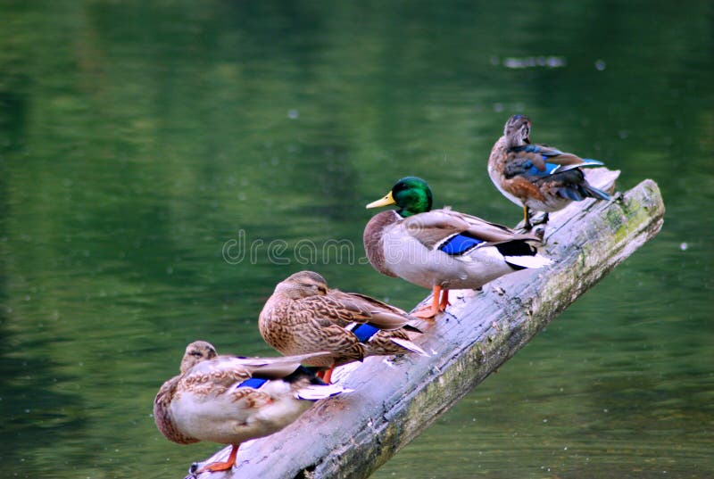 Patos salvajes foto de archivo. Imagen de lago, patos - 13780122