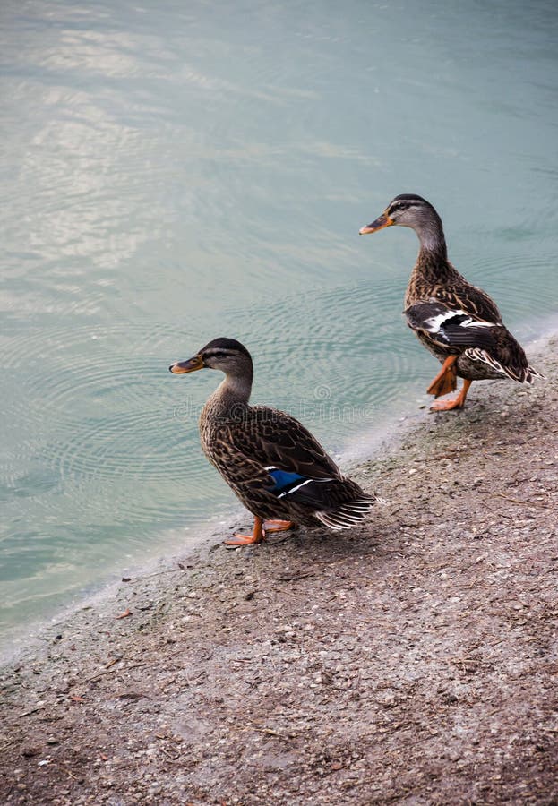 Dos Pequeños Patos Silvestres O Patos Salvajes Foto de archivo - Imagen ...