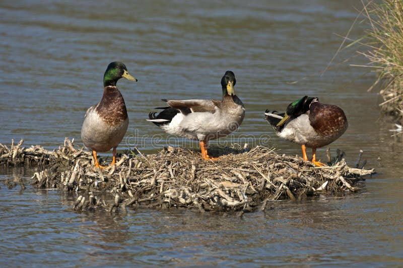 Patos silvestres foto de archivo. Imagen de escurrirse - 35471706