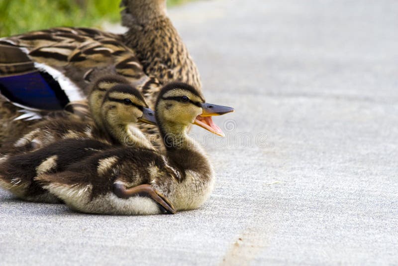Mama Y Bebés Del Pato Silvestre Foto de archivo - Imagen de mallard ...
