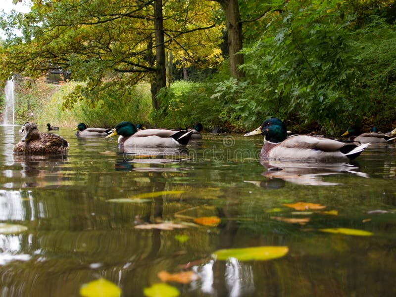 Patos Silvestres En El Lago Imagen de archivo - Imagen de nadada, lago ...