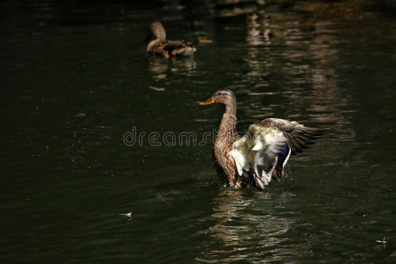 Los Patos Migratorios Salvajes Nadan En La Charca Foto de archivo ...