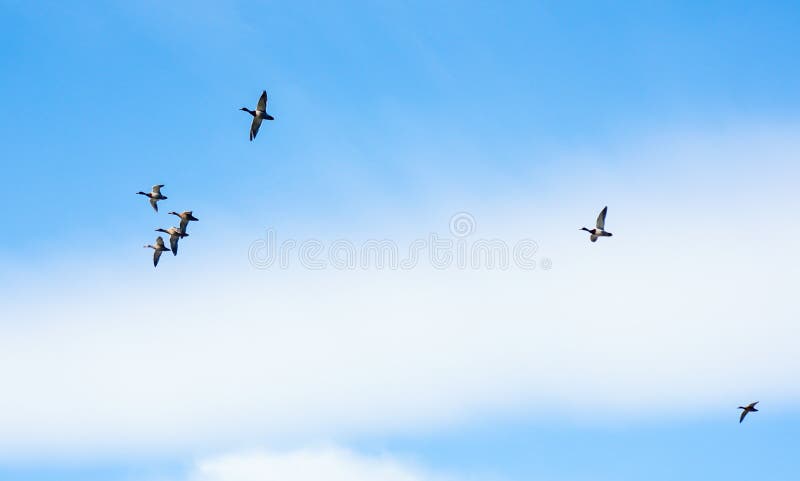 Patos volando imagen de archivo. Imagen de paisaje, fondo - 177092891