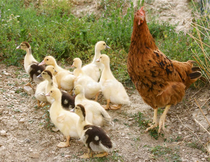 Patos y gallina del bebé foto de archivo. Imagen de ojos - 5927284