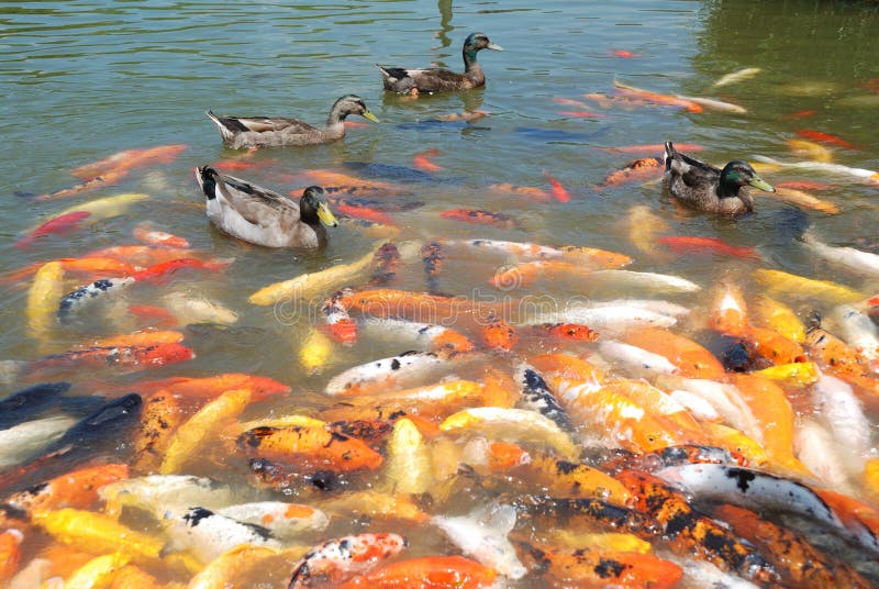 Patos y pescados imagen de archivo. Imagen de animal - 26254563