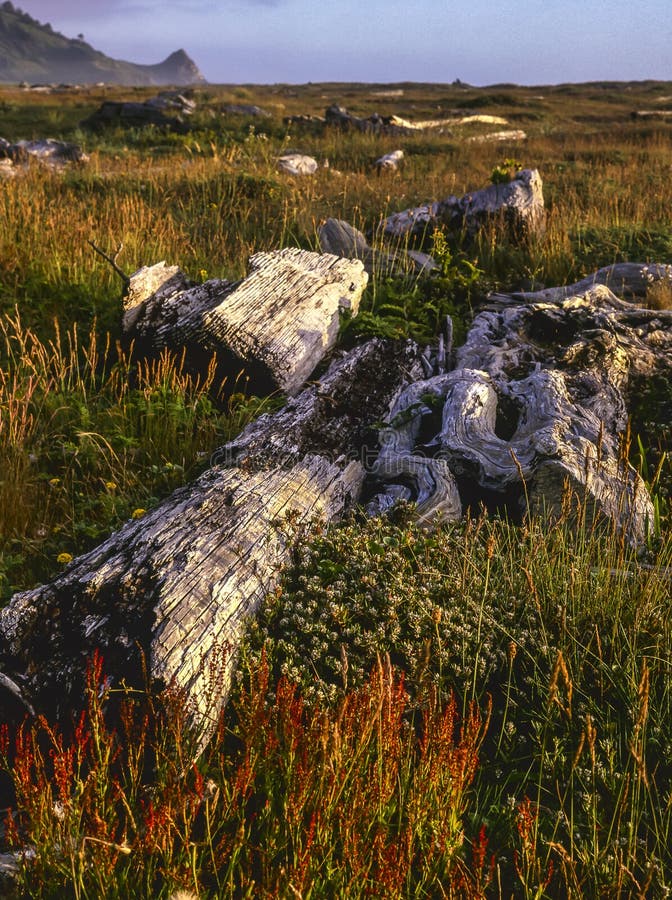 Patrick s Point State Park stock photo. Image of wildflowers - 23805030