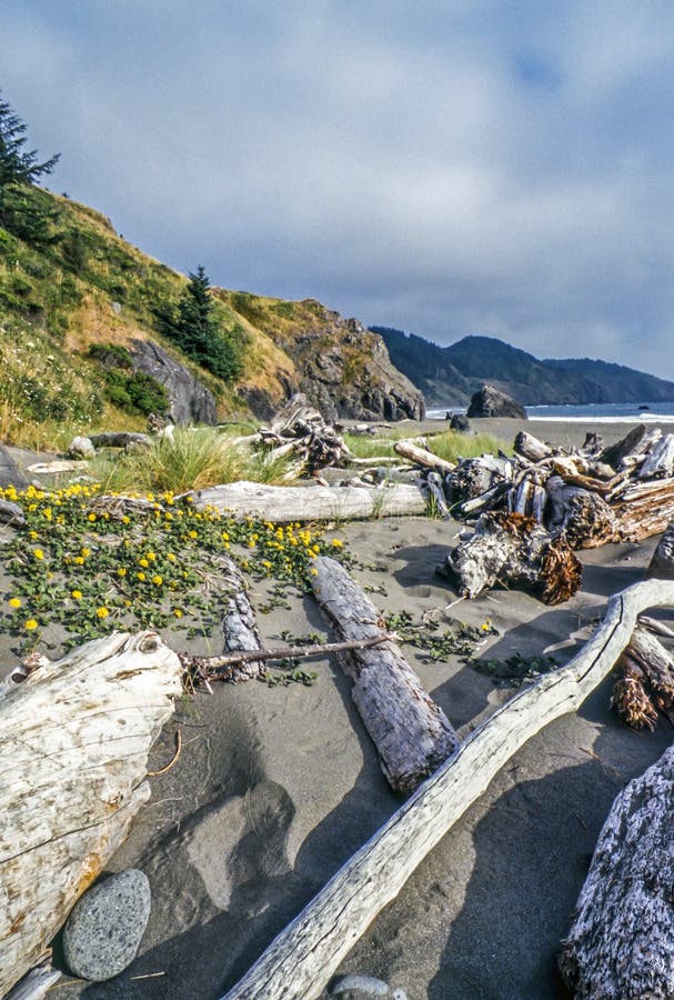 Patrick`s Point State Park stock photo. Image of wild - 84844968