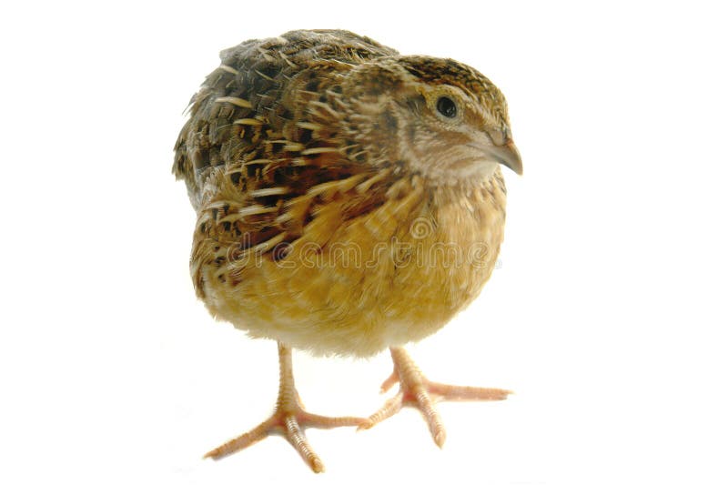 Patrijs stock afbeelding. Image of klein, mannetje, vogel - 10046485