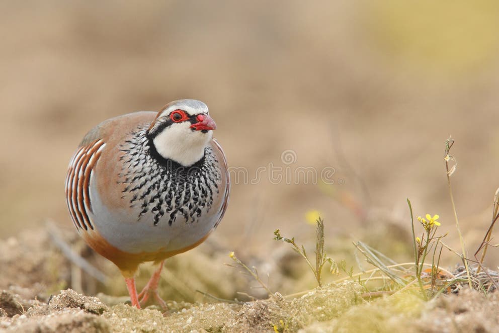 Rode patrijs stock afbeelding. Image of zwart, vogel - 86766567