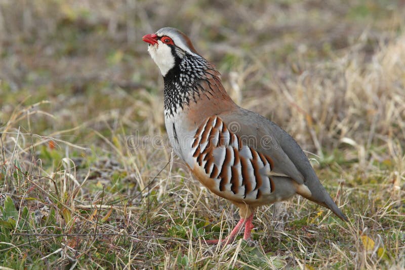 Patrijs met rode poten stock afbeelding. Image of zwart - 86766567