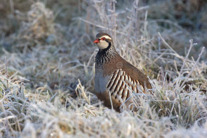 Rufa Met Rode Poten Van Alectoris Van De Patrijs Stock Foto - Image of ...