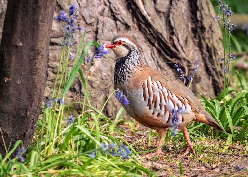 Rode Patrijs - Alectoris Rufa, Warwickshire Stock Afbeelding - Image of ...
