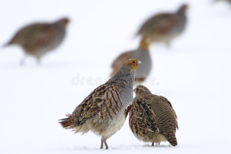 Patrijs Perdix Perdix - Vogels Op Witte Sneeuw in De Winter Stock Foto ...