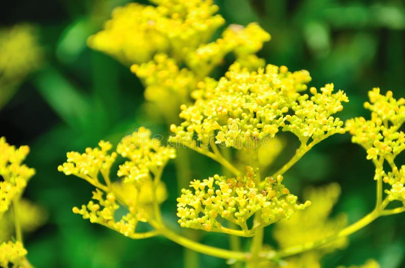 Patrinia scabiosifolia stock photo. Image of plant, flower - 21149382