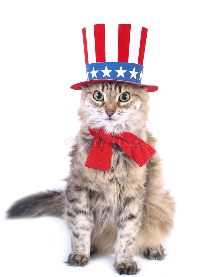 Presidents day cat stock photo. Image of eyes, white, flag - 8286976