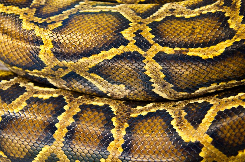 Huidpatroon Van Zwarte En Gouden Slangen Stock Foto - Afbeelding ...