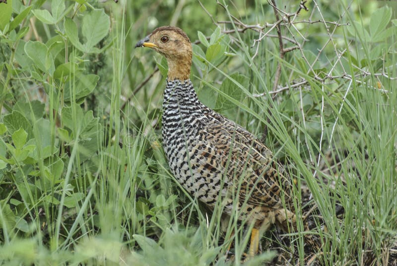 Patrys Stock Photos - Free & Royalty-Free Stock Photos from Dreamstime