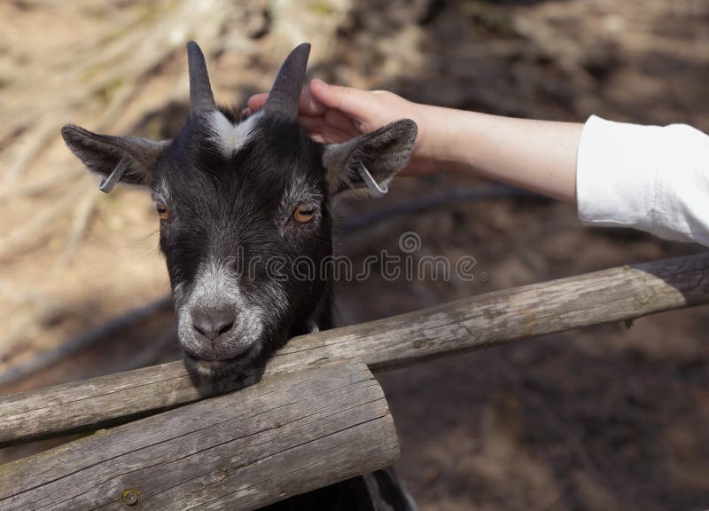 Pats goat stock image. Image of pats, fence, outdoor - 33558063