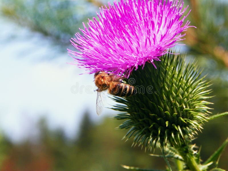 Patsy flower stock image. Image of colourful, purple - 78499871