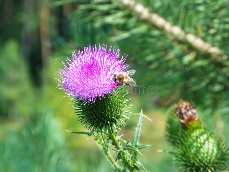 Patsy flower 2 stock photo. Image of green, forest, yellow - 78499874
