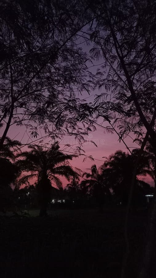 Pattai Tree Stock Photos - Free & Royalty-Free Stock Photos from Dreamstime