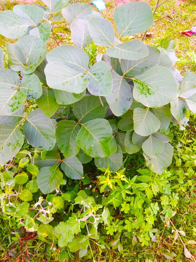 Pattal stock image. Image of pattal, nursary, click - 123764275