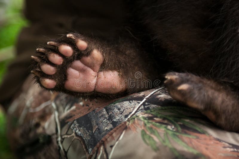 Patte Américanus D'Ursus De CUB D'ours Noir Image stock - Image du ...