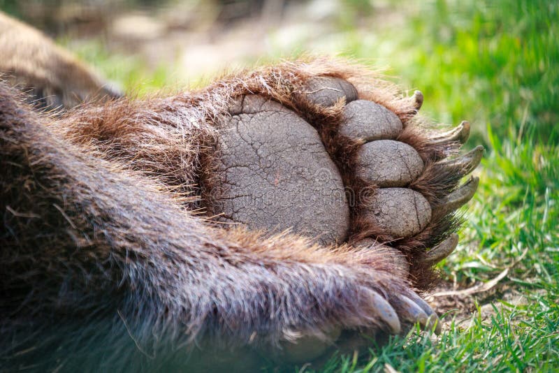 9,051 Patte D Ours Photos libres de droits et gratuites de Dreamstime