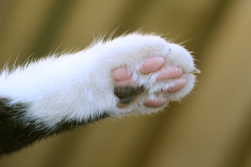 Patte de chats image stock. Image du griffe, nourrisson - 1392013