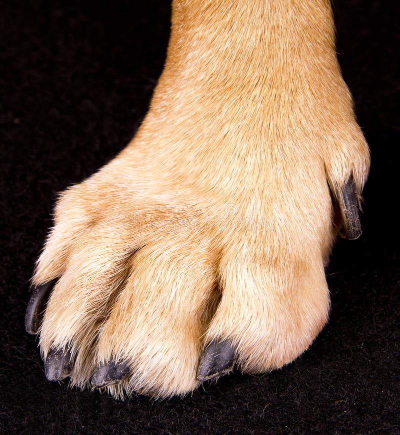 Patte de chien photo stock. Image du noir, mammifère - 30173308