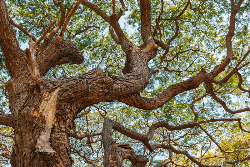 Branch of Samanea Saman, Big Rain Tree Stock Photo - Image of organic ...