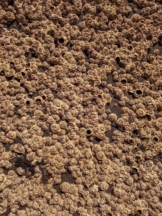 A Pattern of Acorn Barnacles on a Rock Stock Image - Image of texture ...