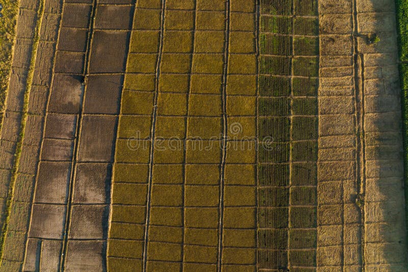 Pattern of Agriculture Fields Aerial View Stock Photo - Image of ...