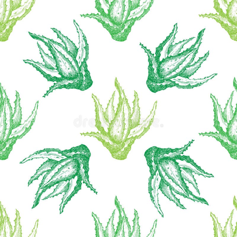 Pattern with Aloe Vera for Decoration Stock Vector - Illustration of ...