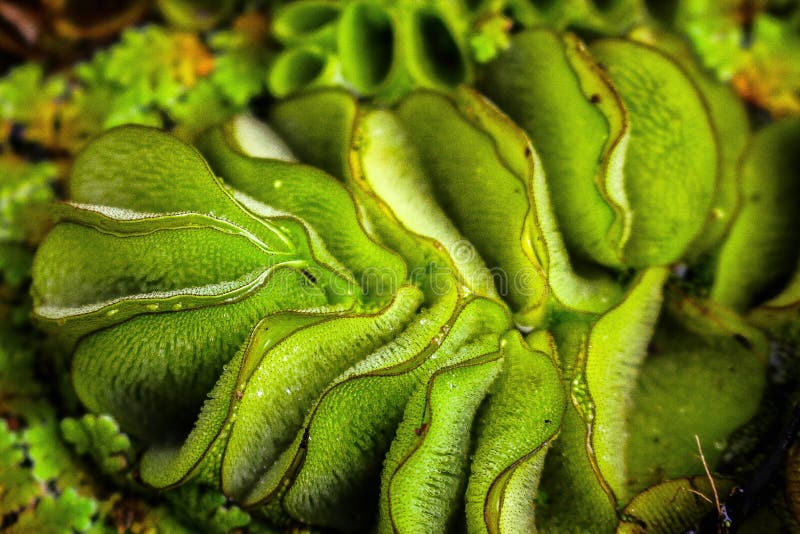 The Pattern of Aquatic Plant Stock Photo - Image of forest, grass ...