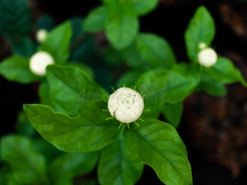 Pattern of Arabian Jasmine Flower Blooming Stock Image - Image of ...