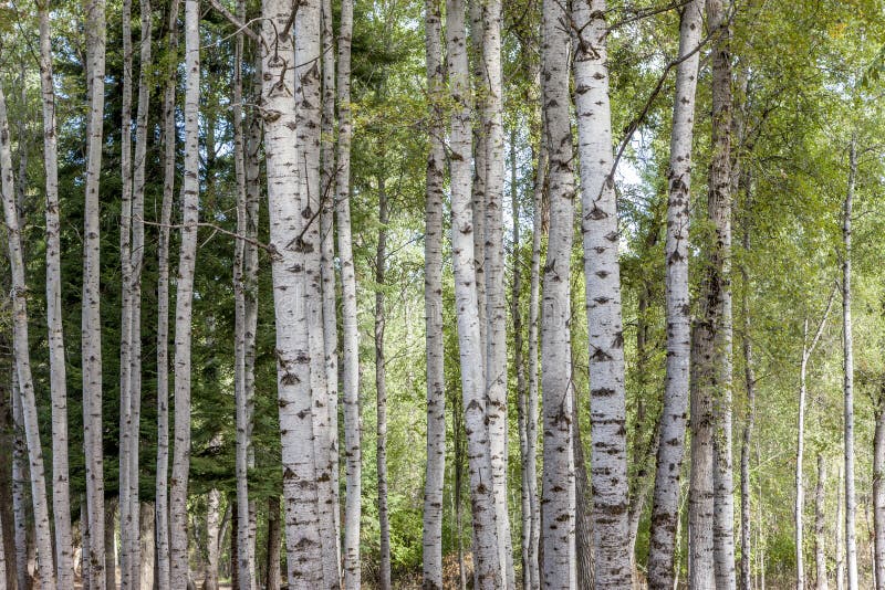 Pattern of aspen trees. stock image. Image of trees, foliage - 59541819