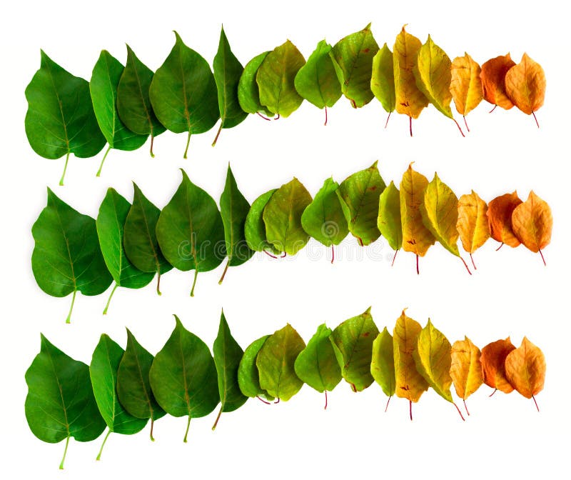 Pattern of Autumn Leaves Gradient Isolated on a White Background Stock ...