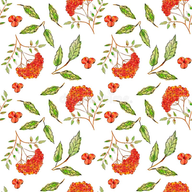 Pattern of Autumn Red-orange Mountain Ash on a Branch Stock ...