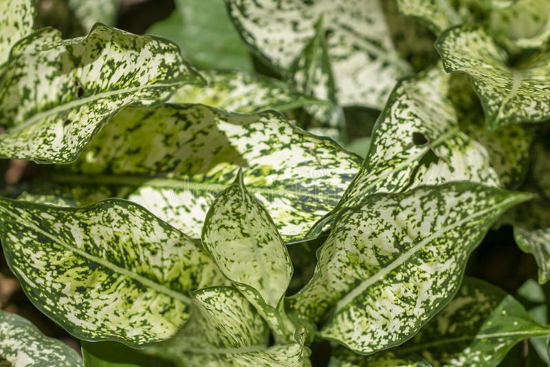The Pattern on the Back of Green Leaves Stock Image - Image of growth ...
