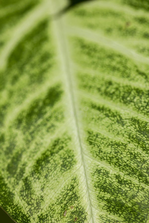 The Pattern on the Back of Green Leaves Stock Image - Image of fresh ...