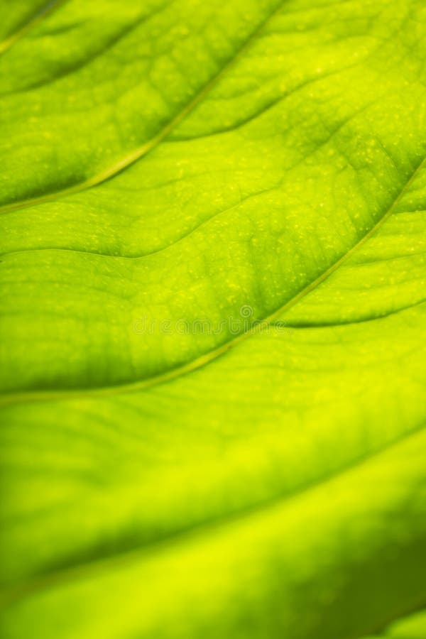 The Pattern on the Back of Green Leaves Stock Photo - Image of natural ...