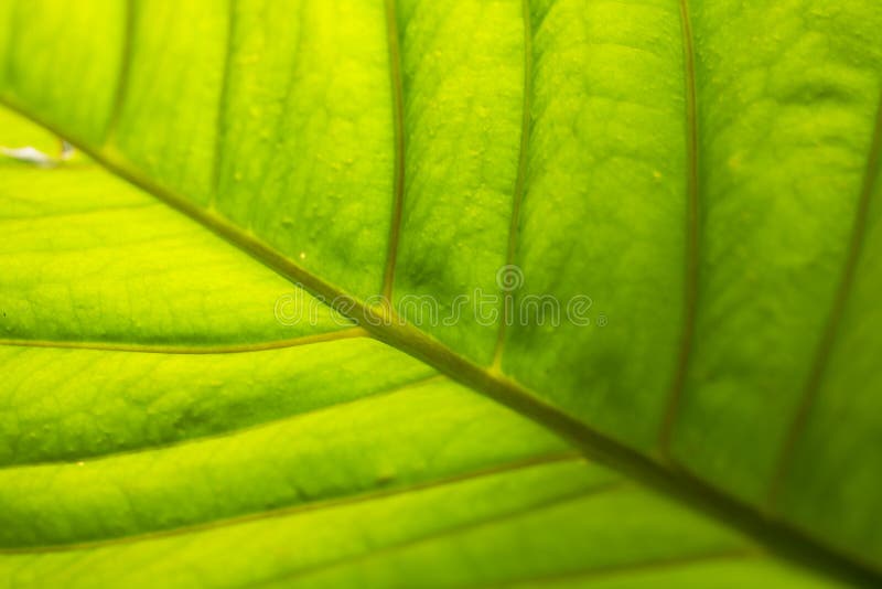 The Pattern on the Back of Green Leaves Stock Photo - Image of beauty ...