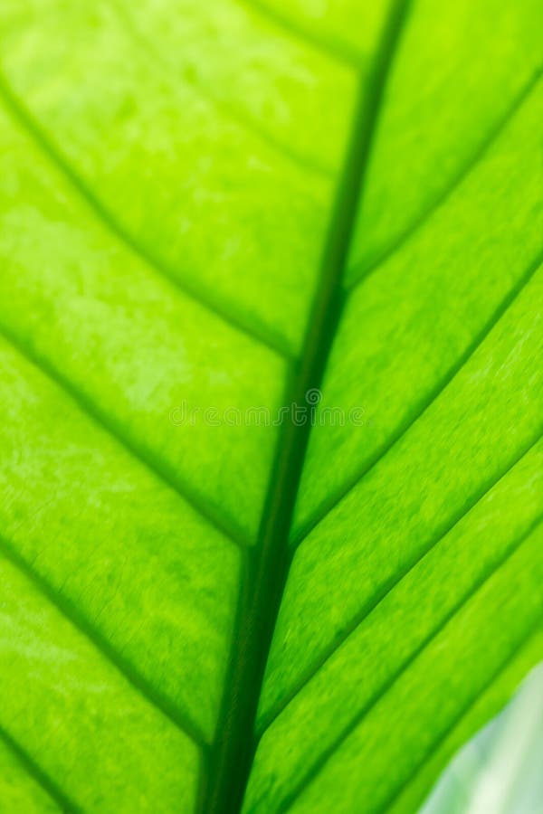 The Pattern on the Back of Green Leaves Stock Photo - Image of ...