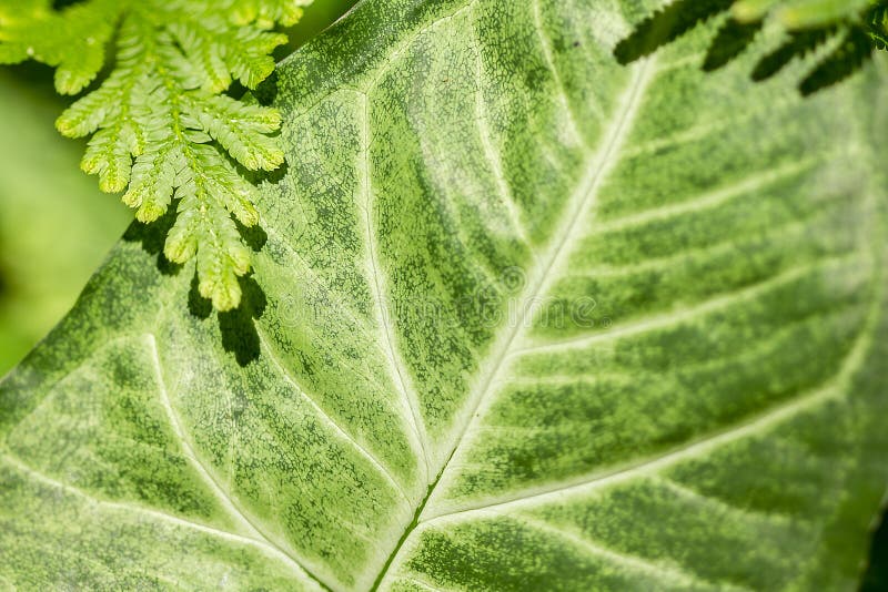 The Pattern on the Back of Green Leaves Stock Image - Image of leaves ...