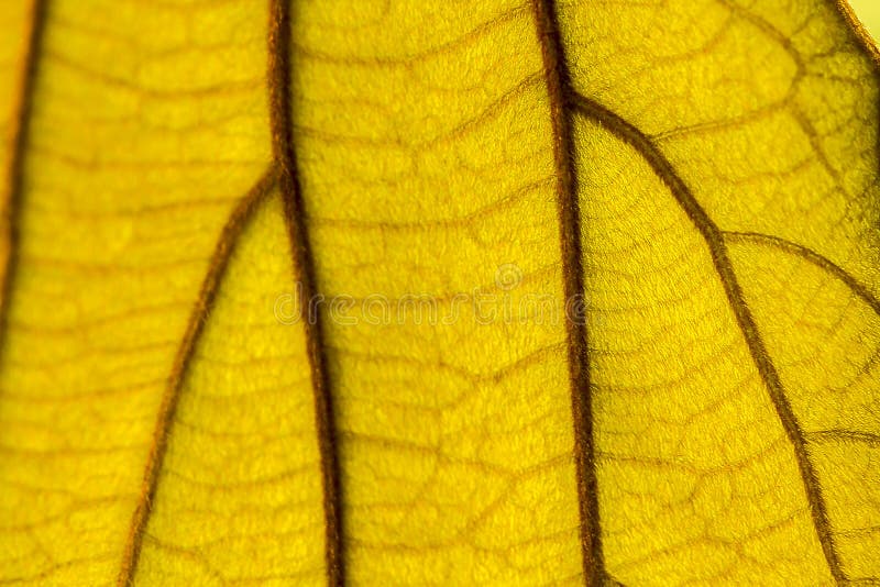 Pattern on the Back of Leaves Stock Photo - Image of macro, autumn ...